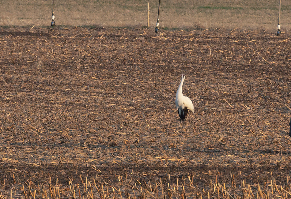 Whooping Crane - South Dakota Birds and Birding