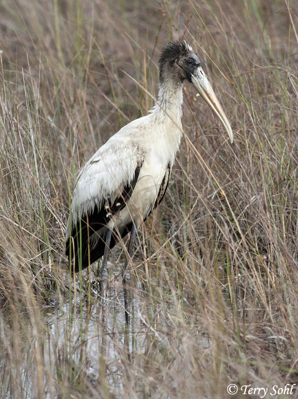 Wood Stork Photo - Photograph - Picture