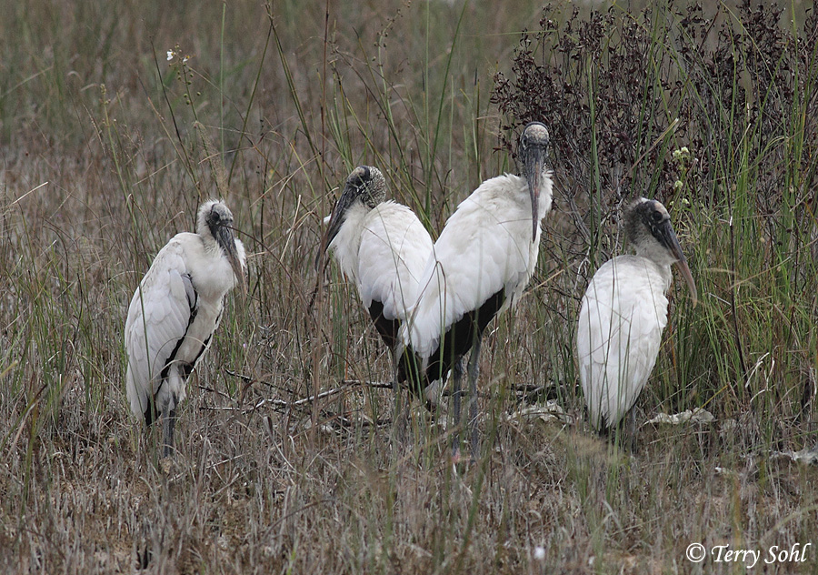 Wood Stork Photo - Photograph - Picture