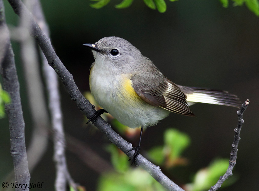 American Redstart - South Dakota Birds and Birding