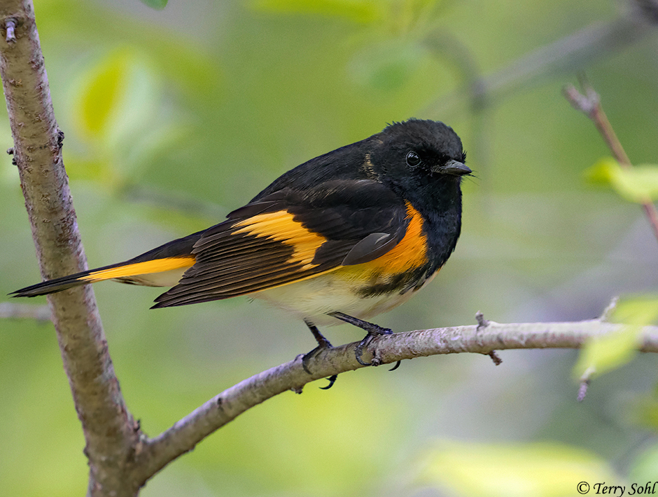 American Redstart - South Dakota Birds and Birding