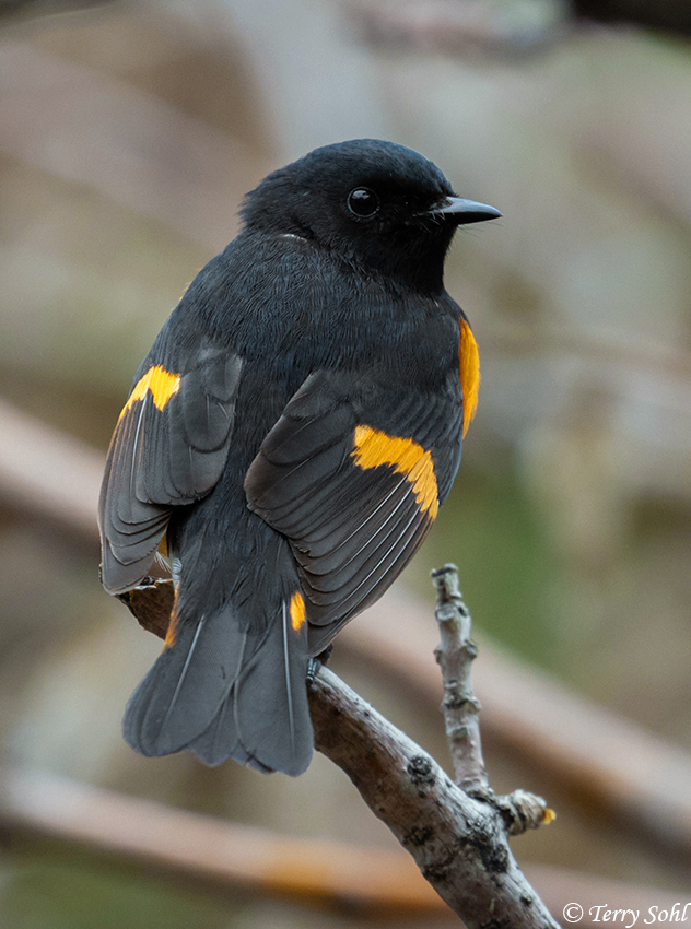 American Redstart - South Dakota Birds and Birding
