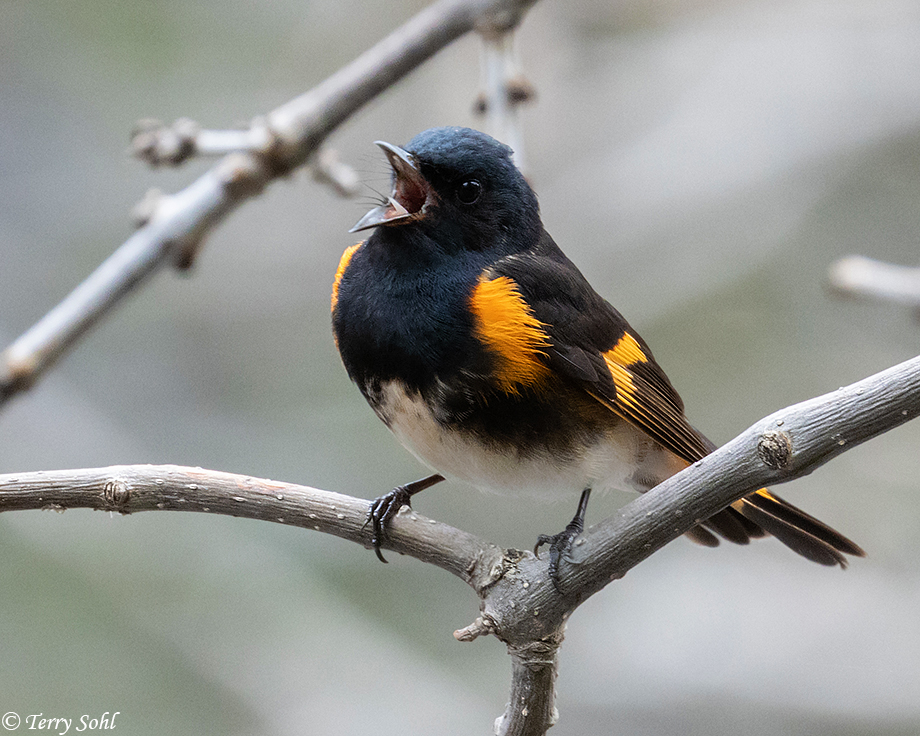 American Redstart - South Dakota Birds and Birding