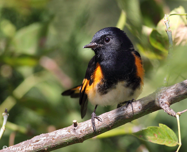 American Redstart - Photos - Photographs - Pictures