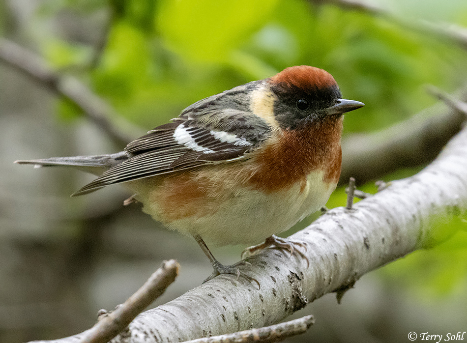 Bay-breasted Warbler - Setophaga castanea - Photos - Photographs - Pictures