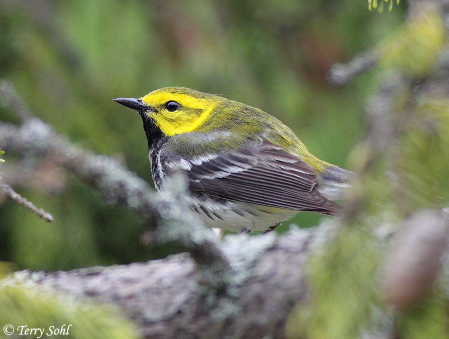 Black-throated Green Warbler Photo - Photograph - Picture