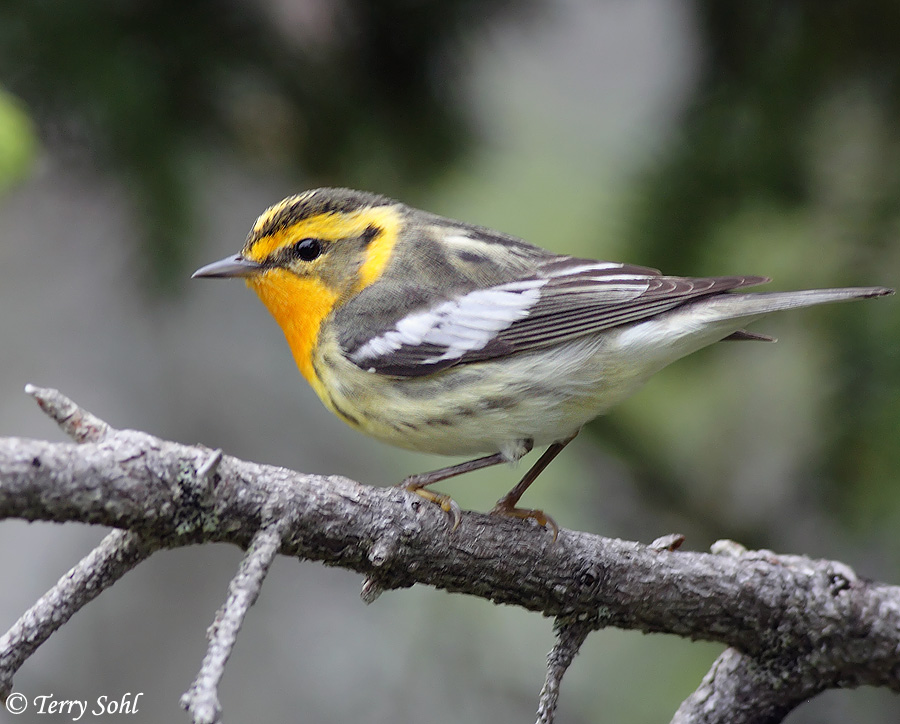 Blackburnian Warbler - South Dakota Birds and Birding