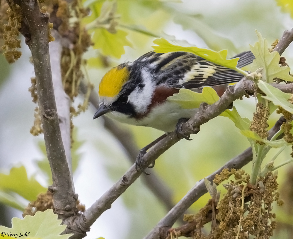 Chestnut-sided Warbler Photos - Photographs - Pictures