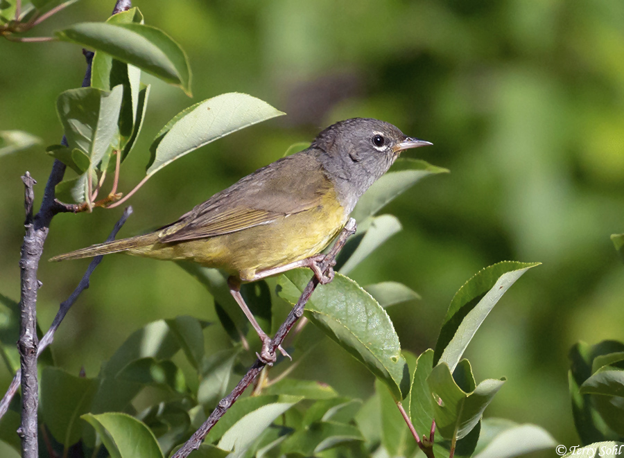 MacGillivray's Warbler Photos - Photographs - Pictures