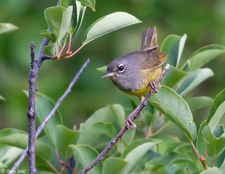 MacGillivray's Warbler - South Dakota Birds and Birding