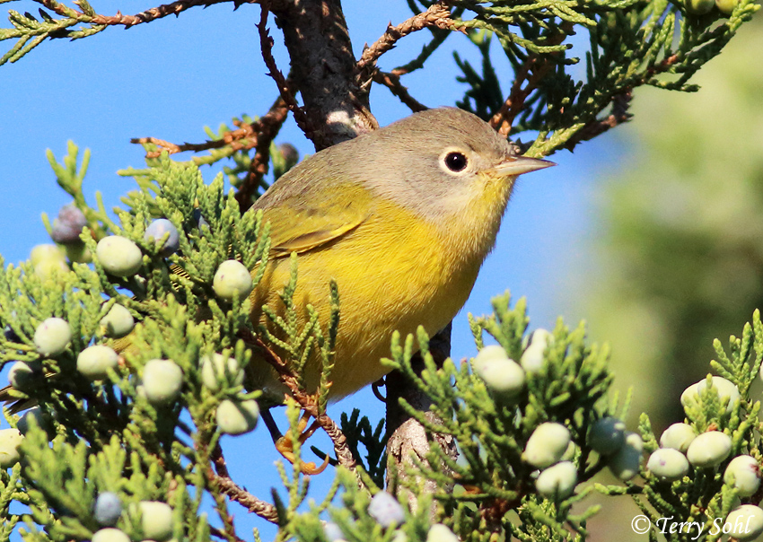 Orange-crowned Warbler - South Dakota Birds and Birding