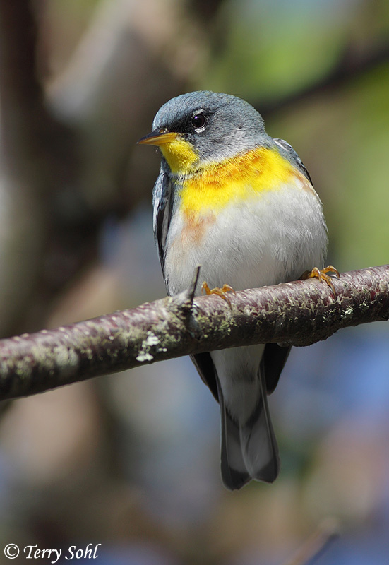 Northern Parula Photo - Photograph - Picture