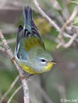 Northern Parula - South Dakota Birds and Birding