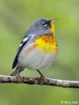 Northern Parula - South Dakota Birds and Birding