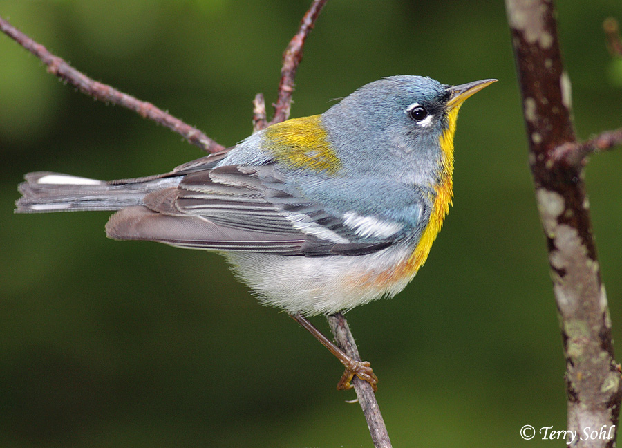Northern Parula Photos - Photographs - Pictures