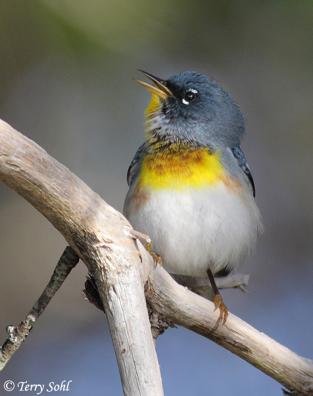 Northern Parula Photo - Photograph - Picture