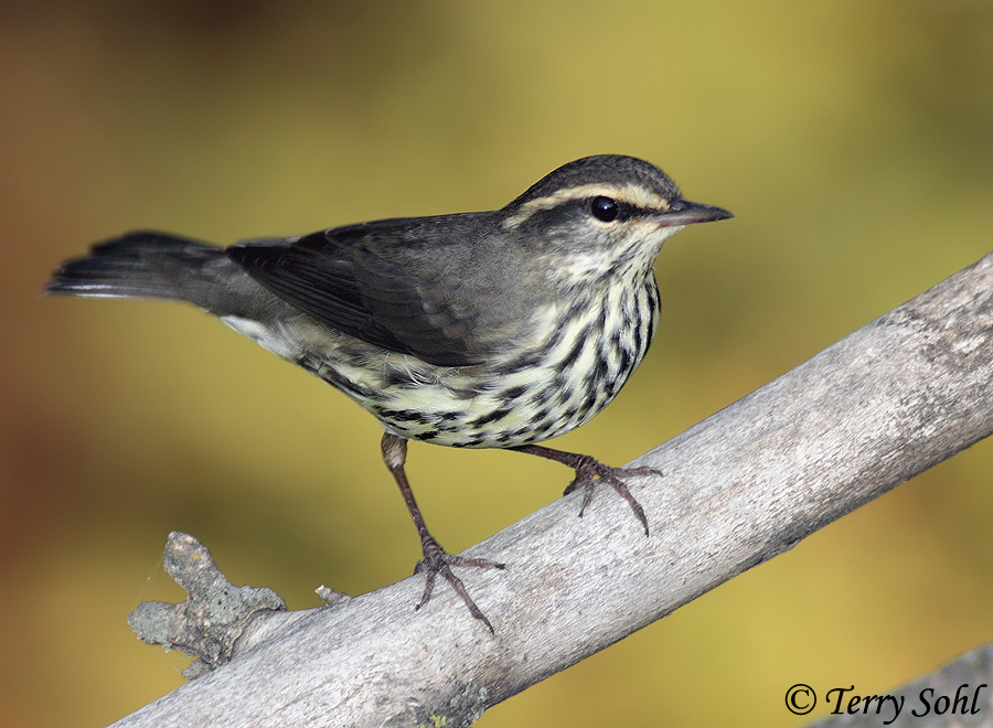Northern Waterthrush - South Dakota Birds and Birding