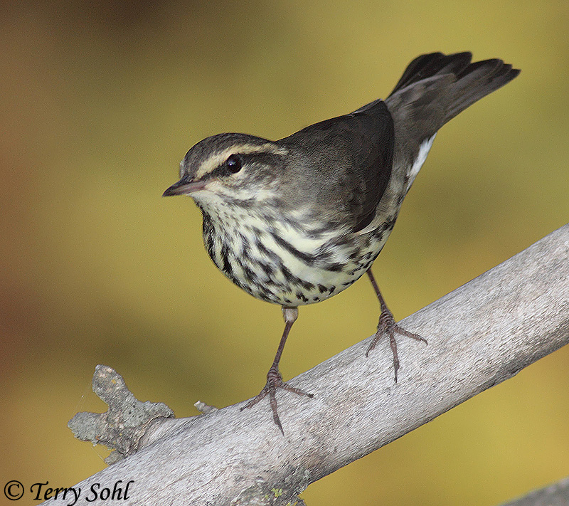 Northern Waterthrush - South Dakota Birds and Birding