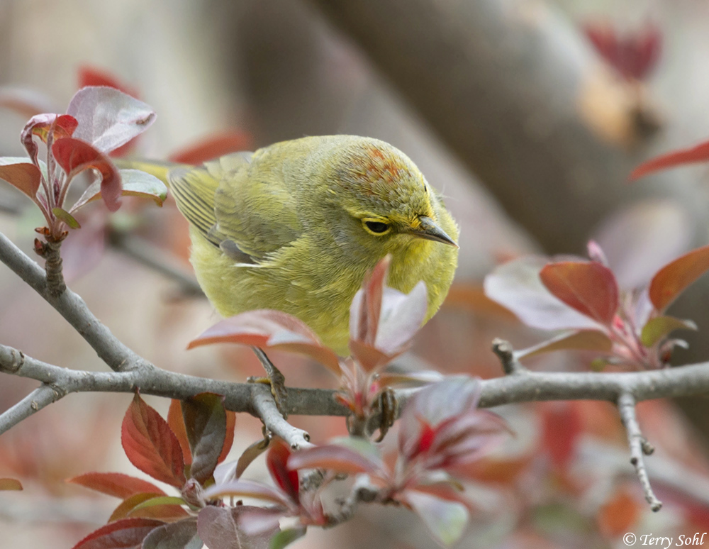 Orange Crowned Warbler