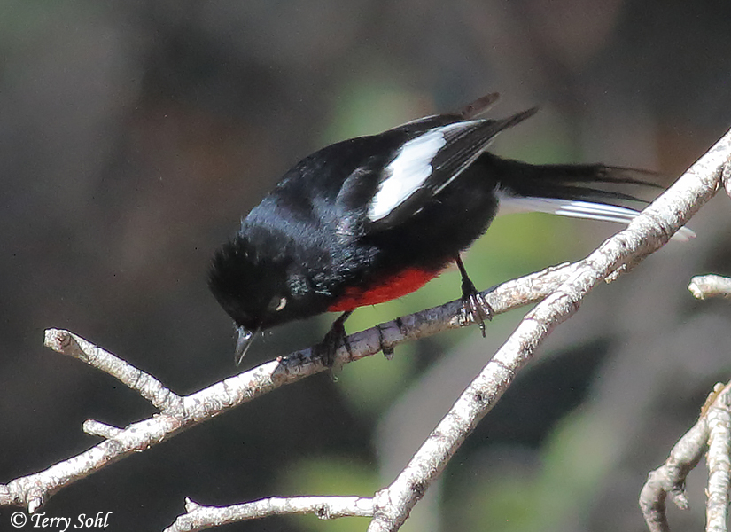 Painted Redstart - Species Information and Photos