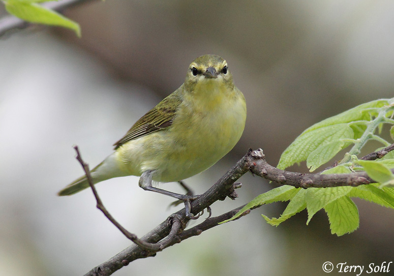 Tennessee Warbler Photo - Photograph - Picture