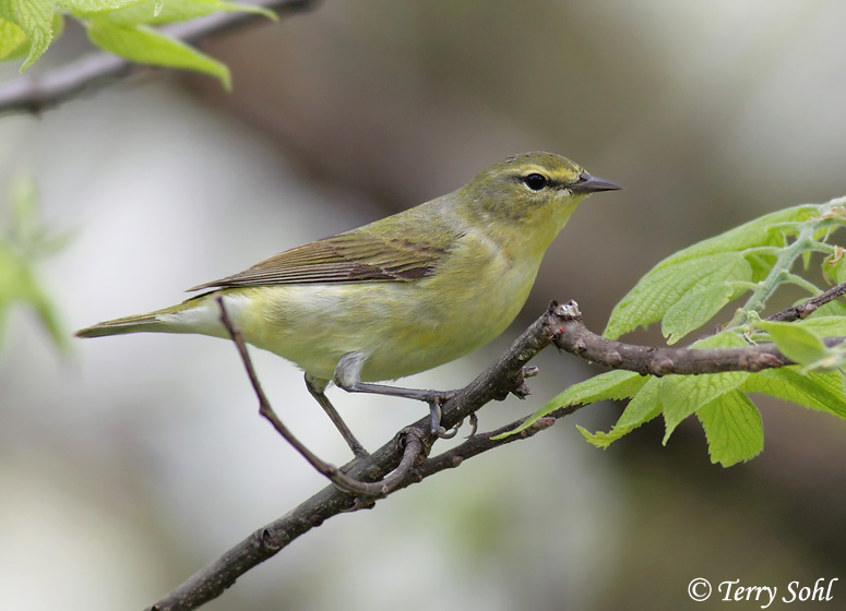 Tennessee Warbler Photo - Photograph - Picture