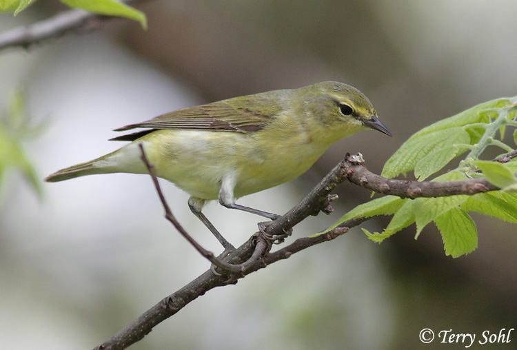 Tennessee Warbler Photo - Photograph - Picture