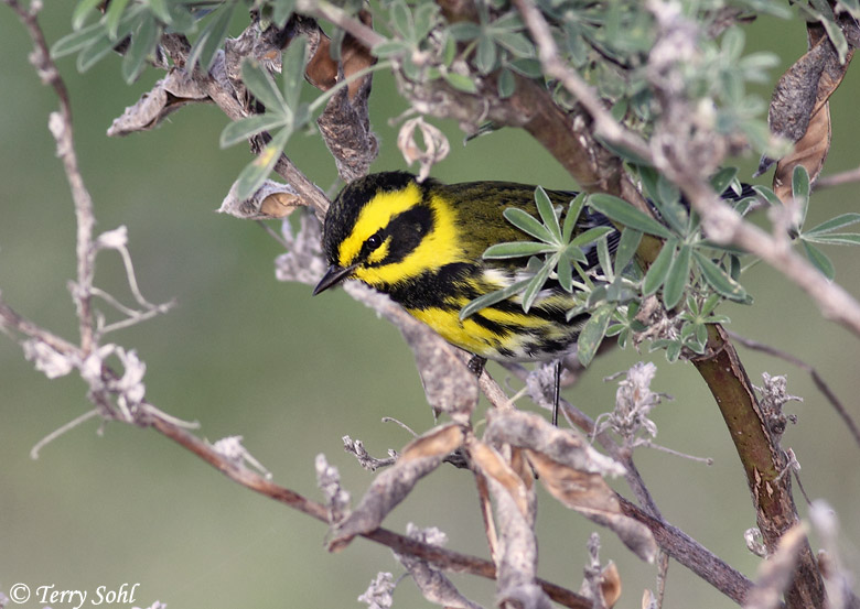 Townsend's Warbler Photo - Photograph - Picture