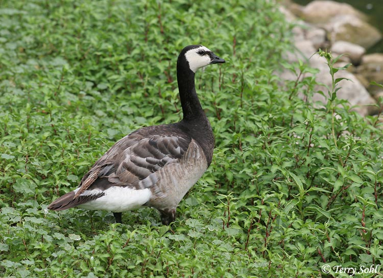 Barnacle Goose Photo - Photograph - Picture