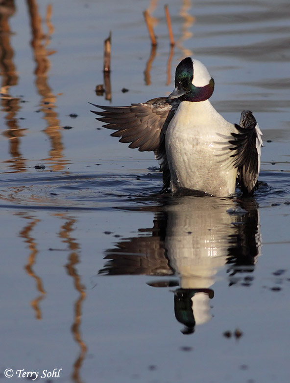 Bufflehead - Bucephala albeola