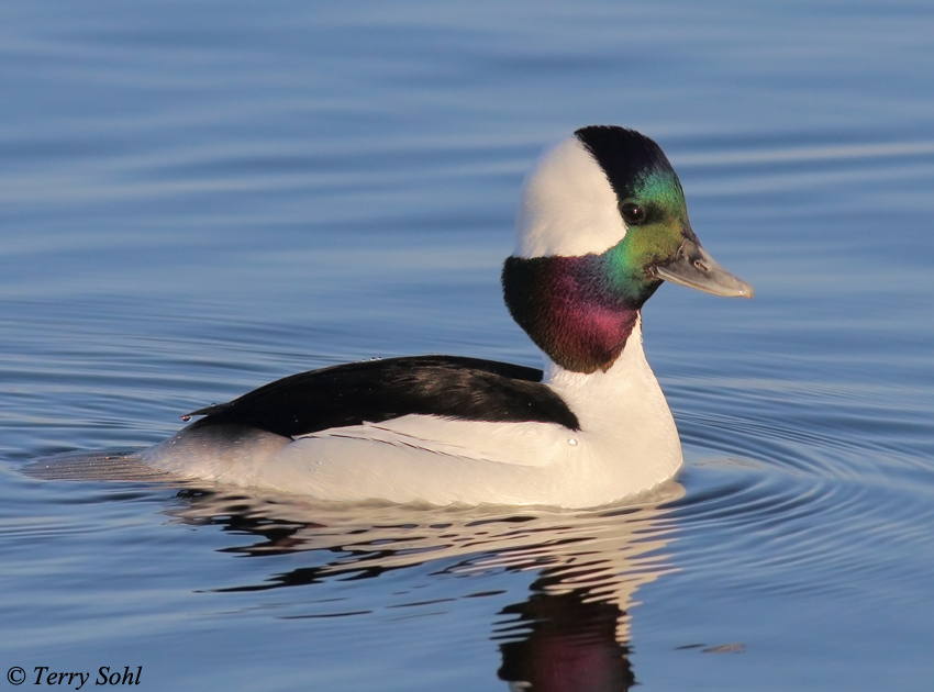Bufflehead - Bucephala albeola