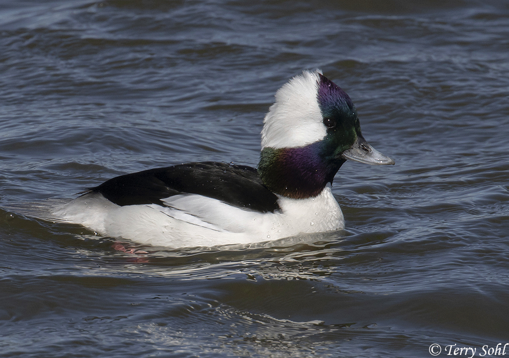 Bufflehead - Bucephala albeola