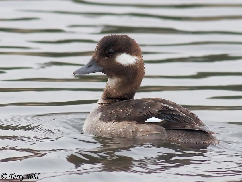 Bufflehead - Bucephala albeola