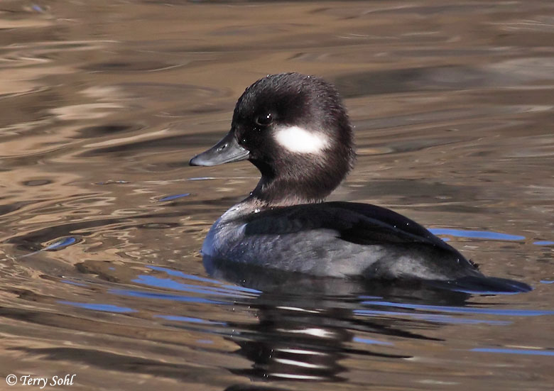 Bufflehead - Bucephala albeola