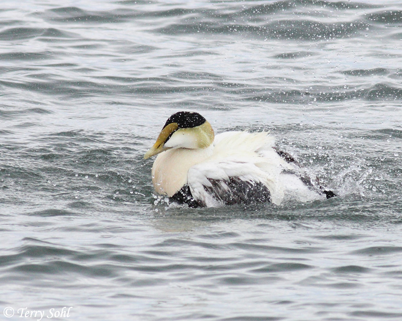 Common Eider Photo - Photograph - Picture