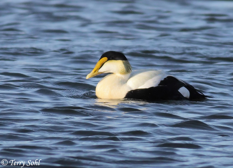 Common Eider Photo - Photograph - Picture