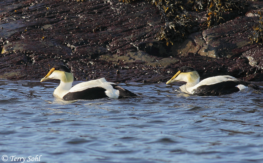 Common Eider Photo - Photograph - Picture