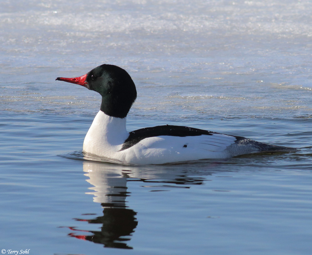 Red-breasted Merganser - Mergus serrator
