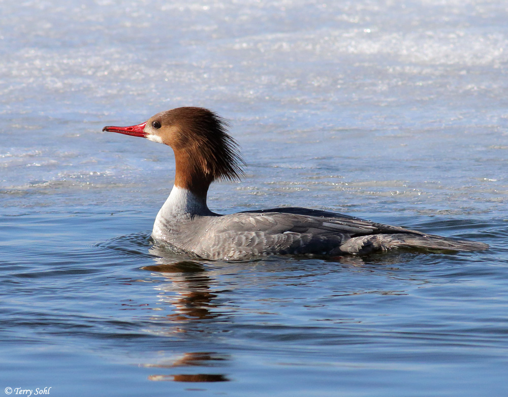 Common Merganser Photos - Photographs - Pictures