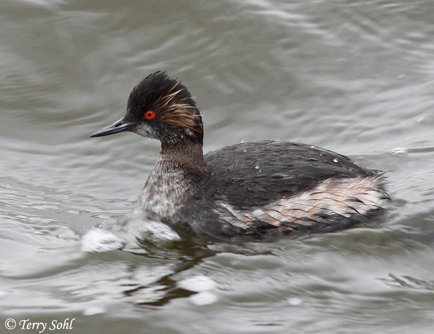 Eared Grebe - Podiceps nigricollis