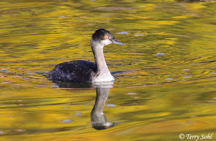 Eared Grebe Photos - Photographs - Pictures