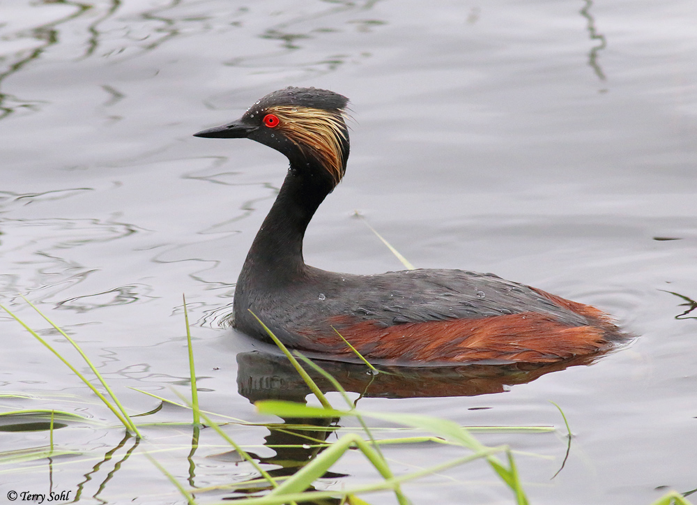 Pied-billed Grebe - Podilymbus podiceps