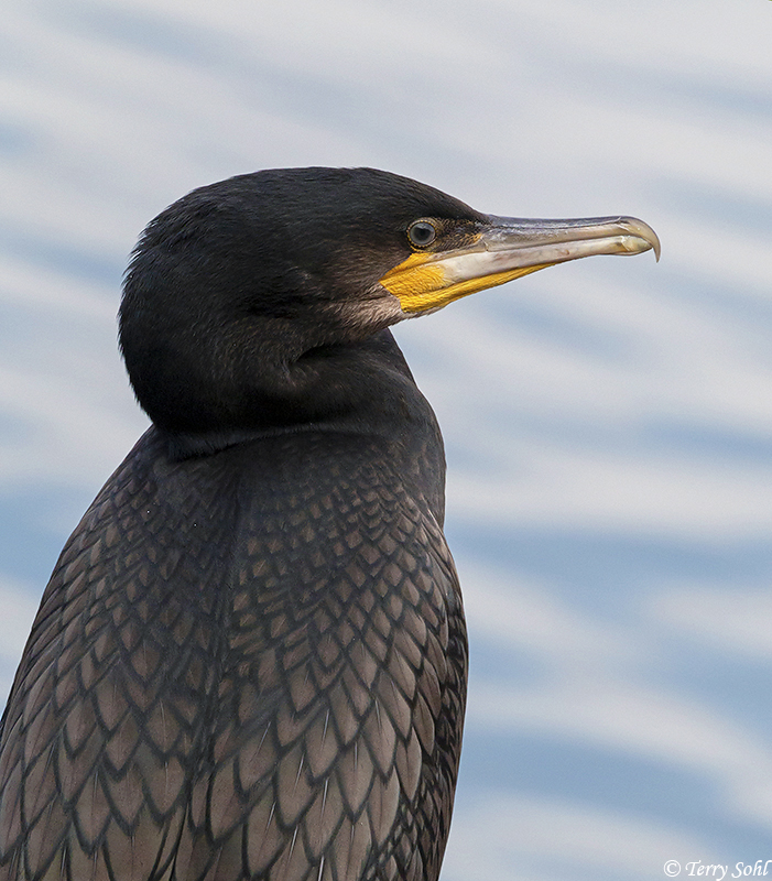 Great Cormorant - Species Information and Photos