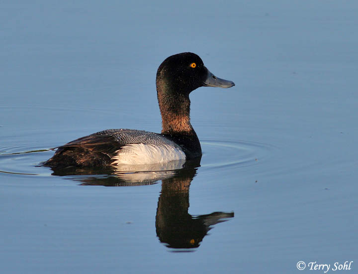 Lesser Scaup - Aythya affinis
