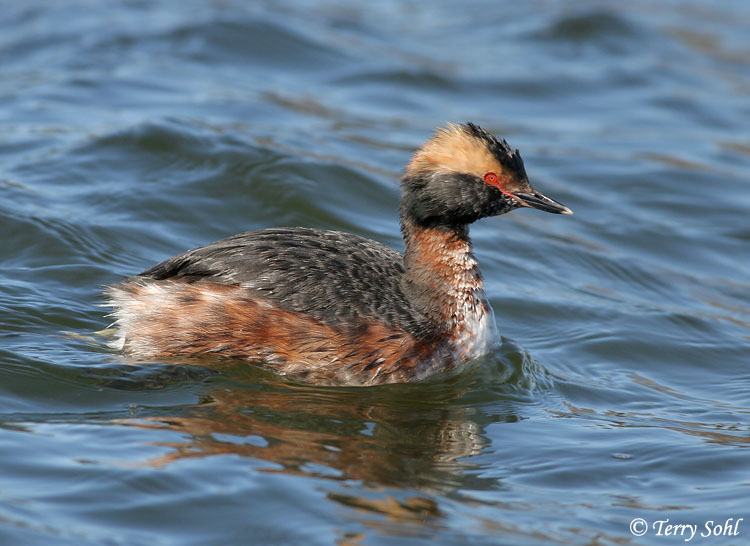 Horned Grebe - Podiceps auritus