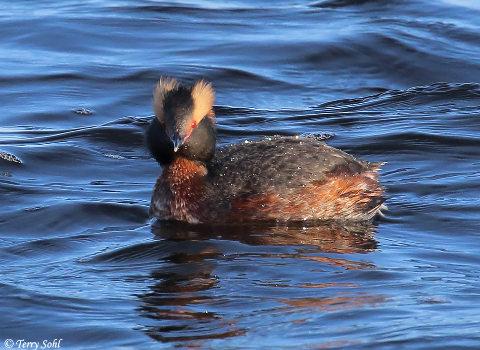 Horned Grebe - Podiceps auritus