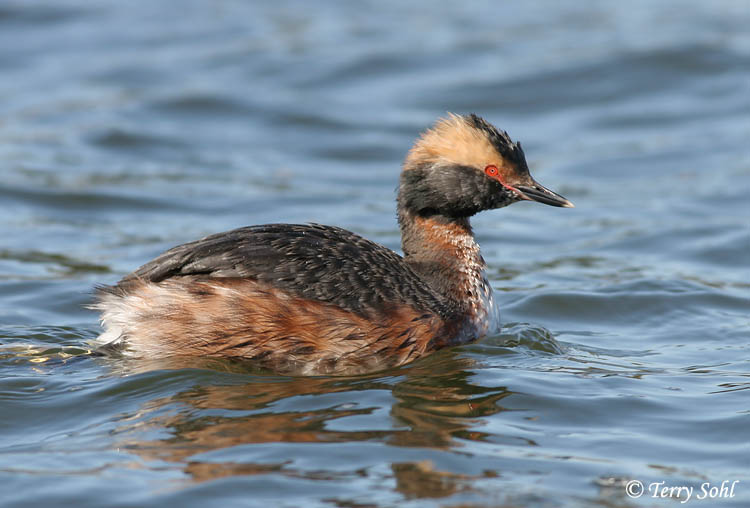 Pied-billed Grebe - Podilymbus podiceps