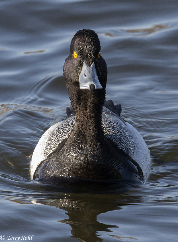 Lesser Scaup Photos - Photographs - Pictures