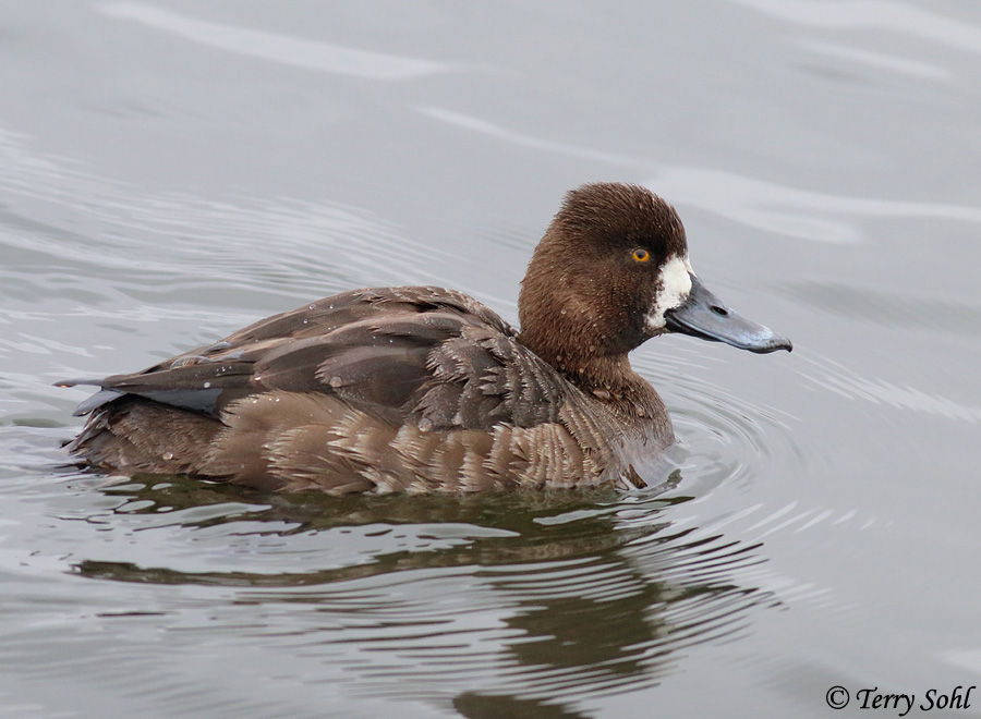 Lesser Scaup - Aythya affinis