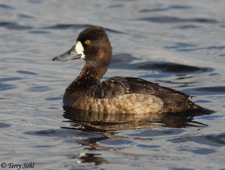 Lesser Scaup - Aythya affinis